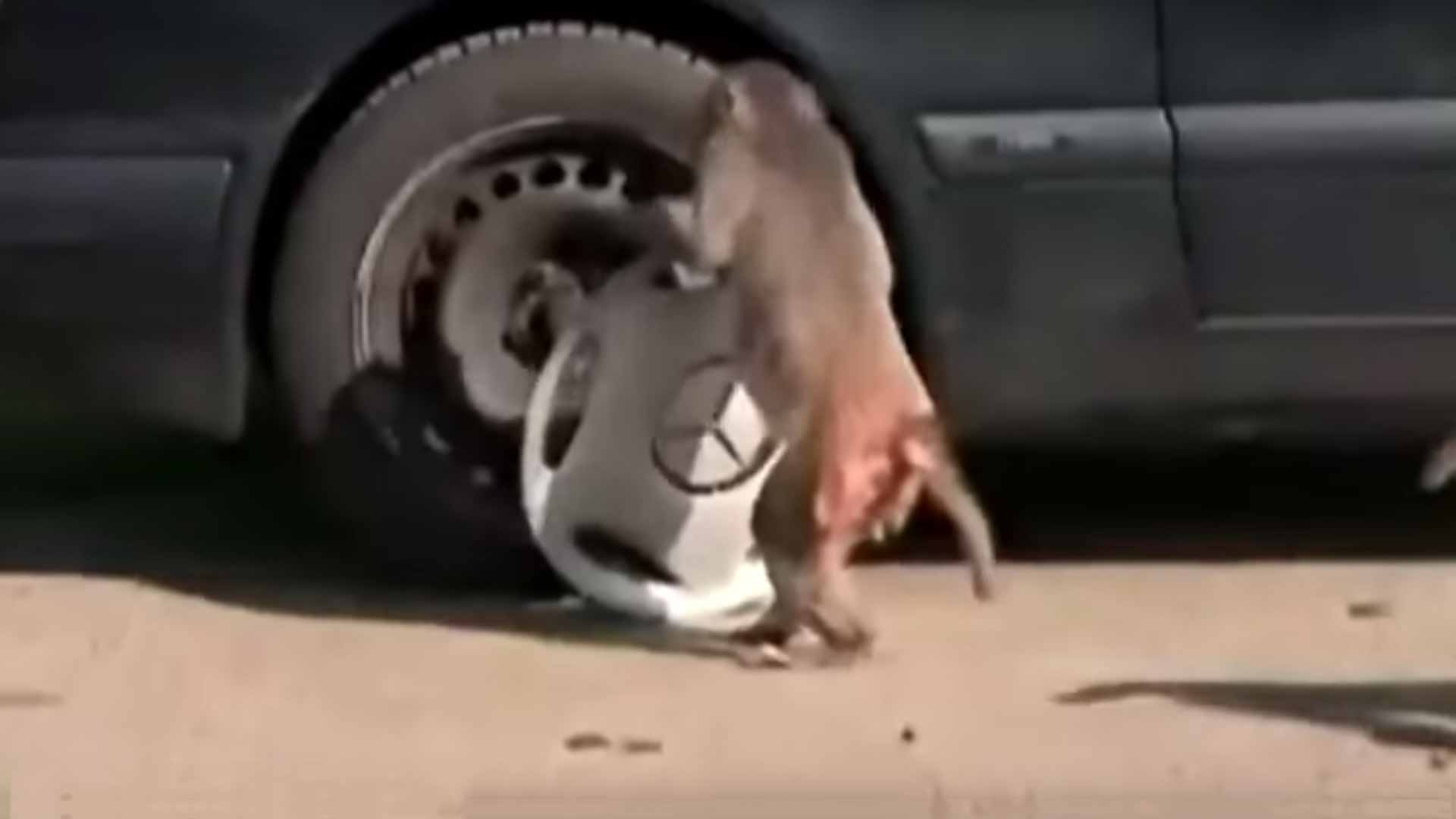 13 Adorable Animal Thieves