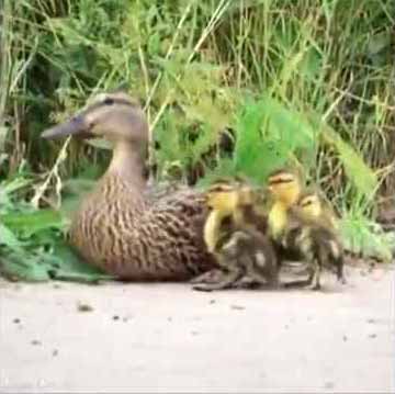 Adorable Baby Duck Rescue