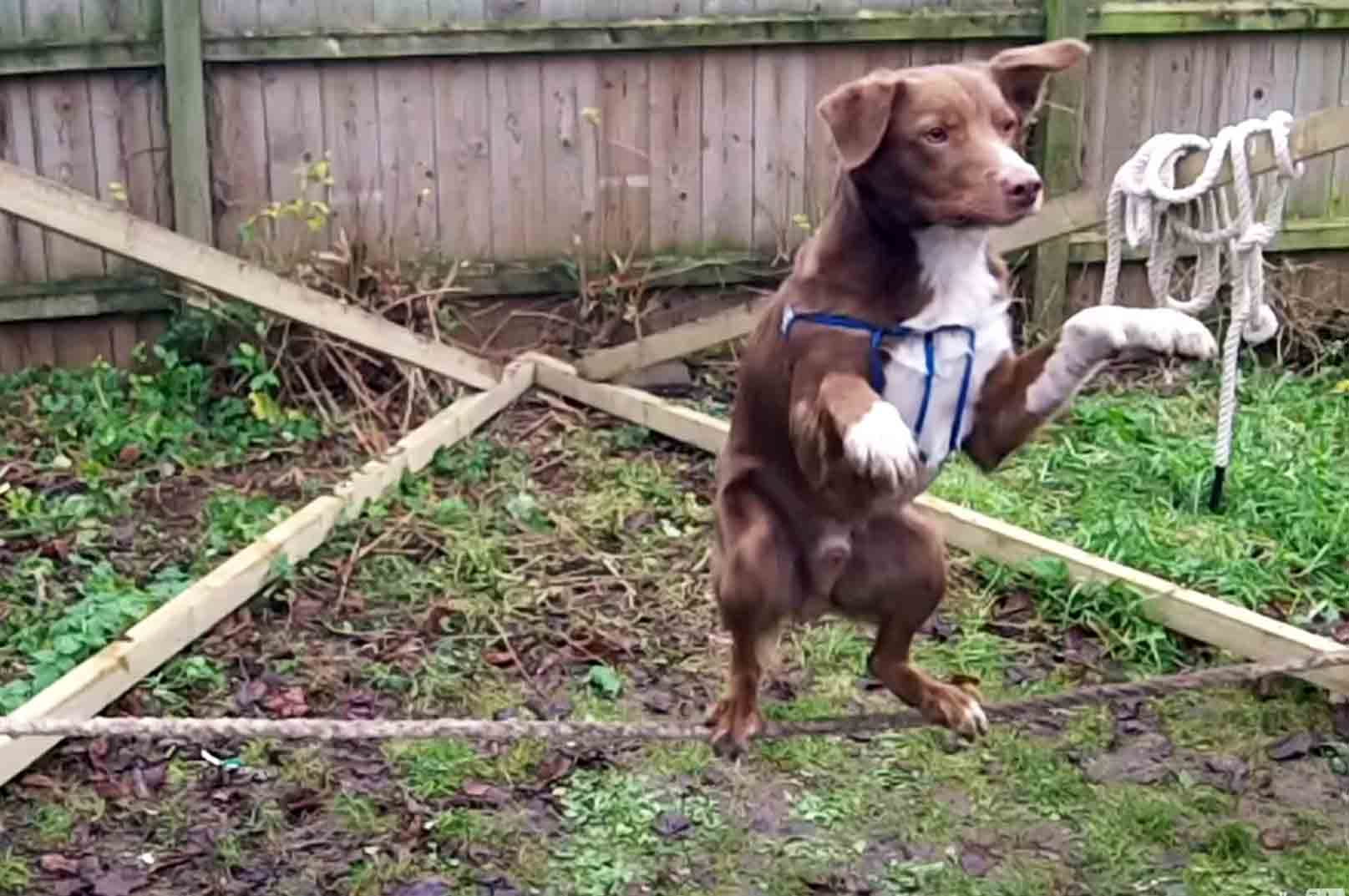 Amazing Acrobatic Rope Balancing Dog Amazing Acrobatic Rope Balancing Dog