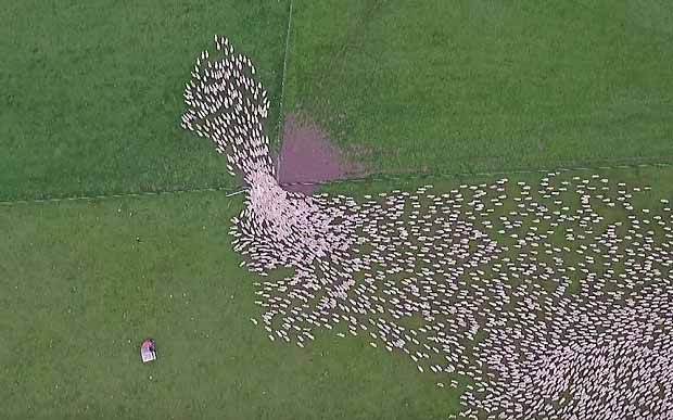 Amazing Aerial Footage Of Sheep Herding In New Zealand