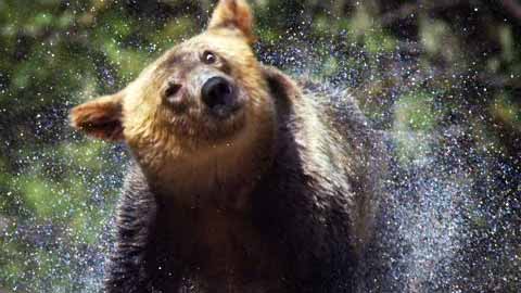 Animals In Slow Motion (BBC)