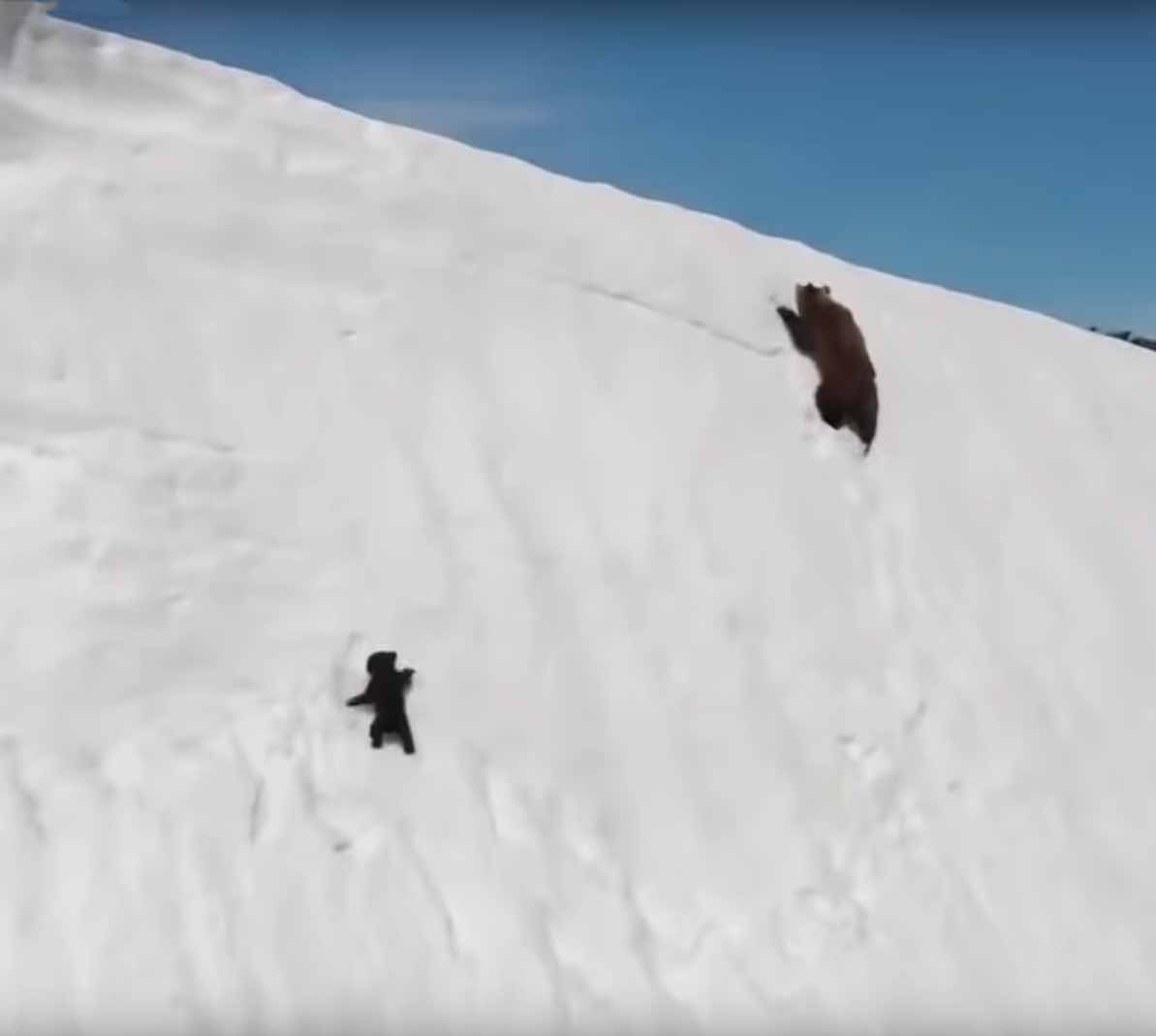 Baby Bear Barely Climbs Up Steep Mountain