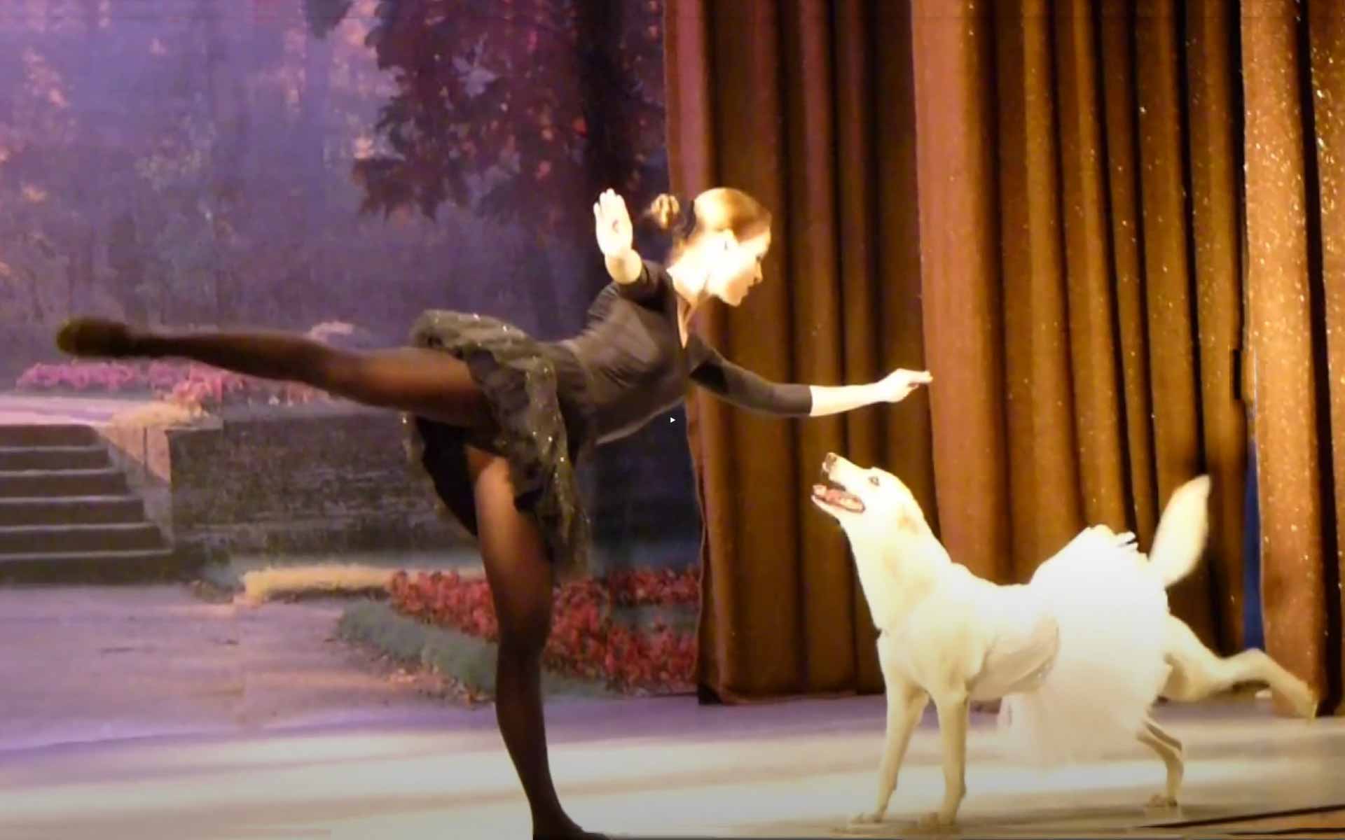 Ballet Dog