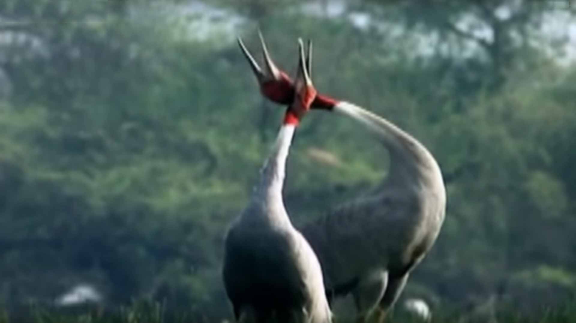 Best Of Talking Animals