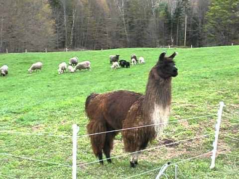 Bouncing Llama Herds Sheep