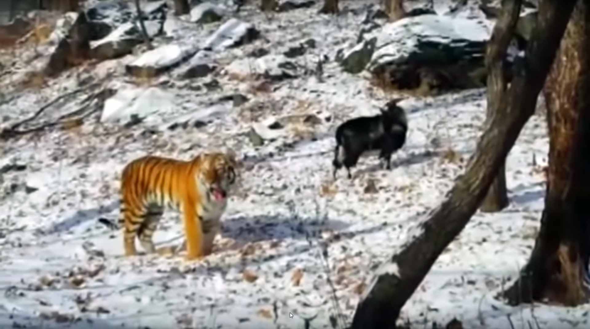 Brave Goat Becomes Friends With A Tiger Who Was Supposed To Eat Him