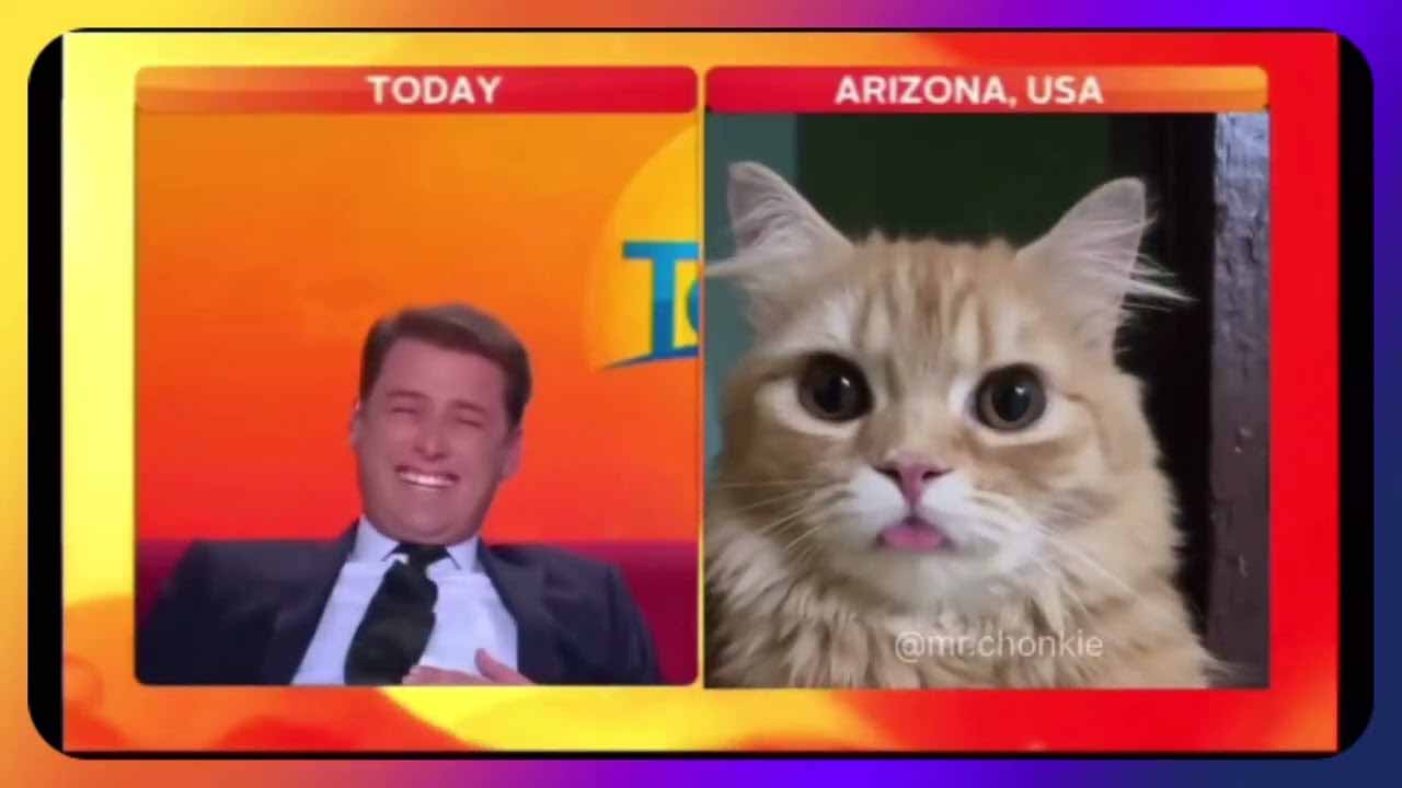 Cat Crashes Live News Interview and Steals the Spotlight
