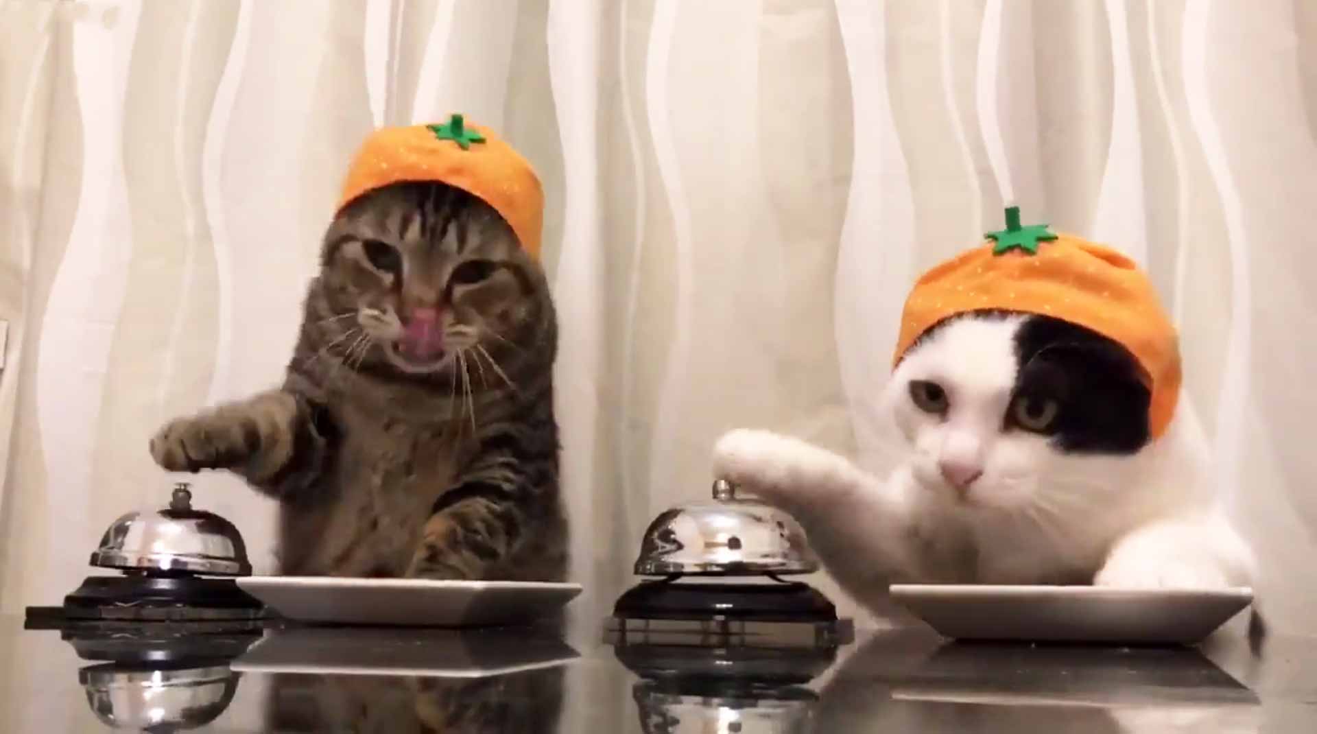 Cats Asking For Food