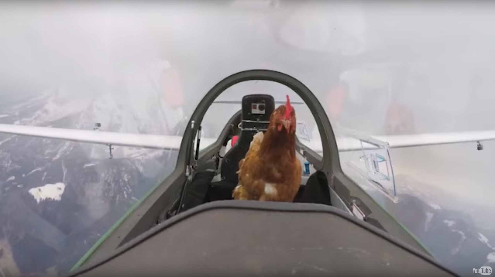 Chicken Fulfills Her Dream Of Flying