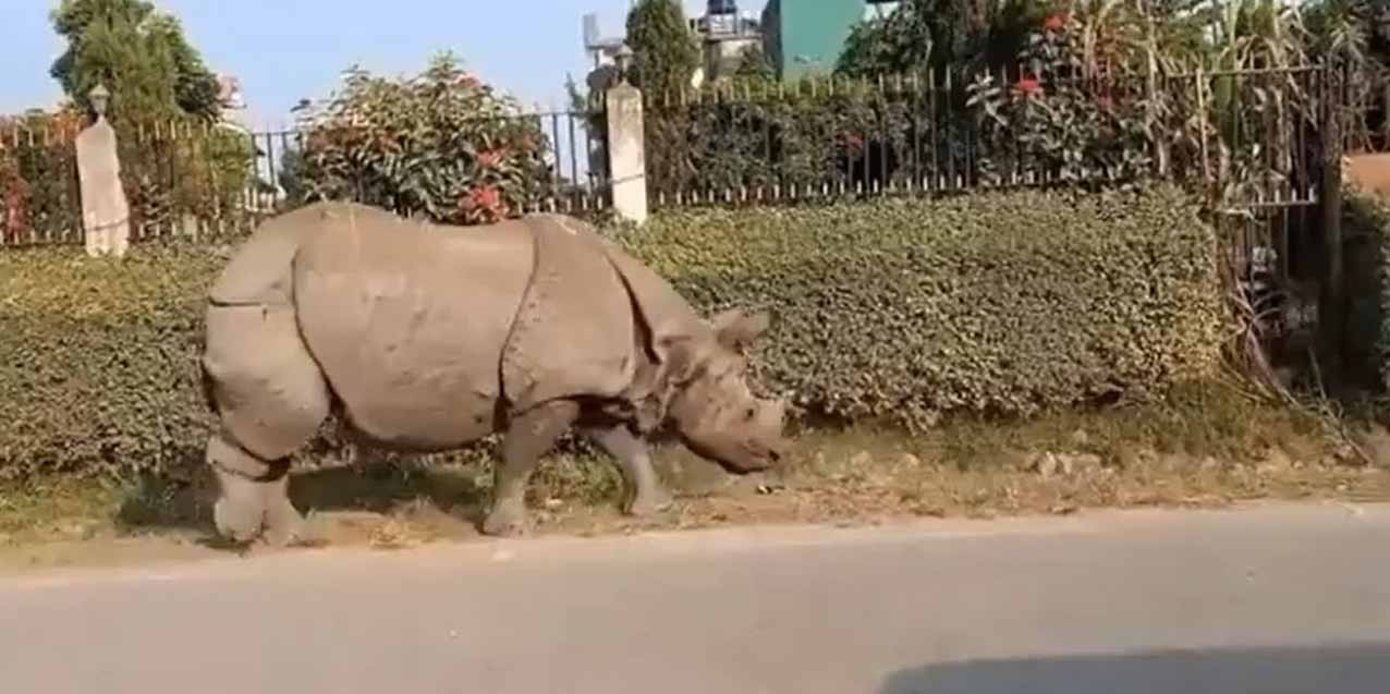 Curious Rhino Startles A Sleeping Dog
