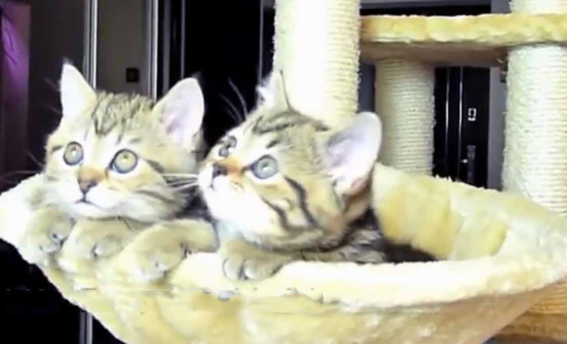 Cute Cats Compilation