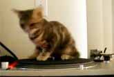 Disk Jockey Cat
