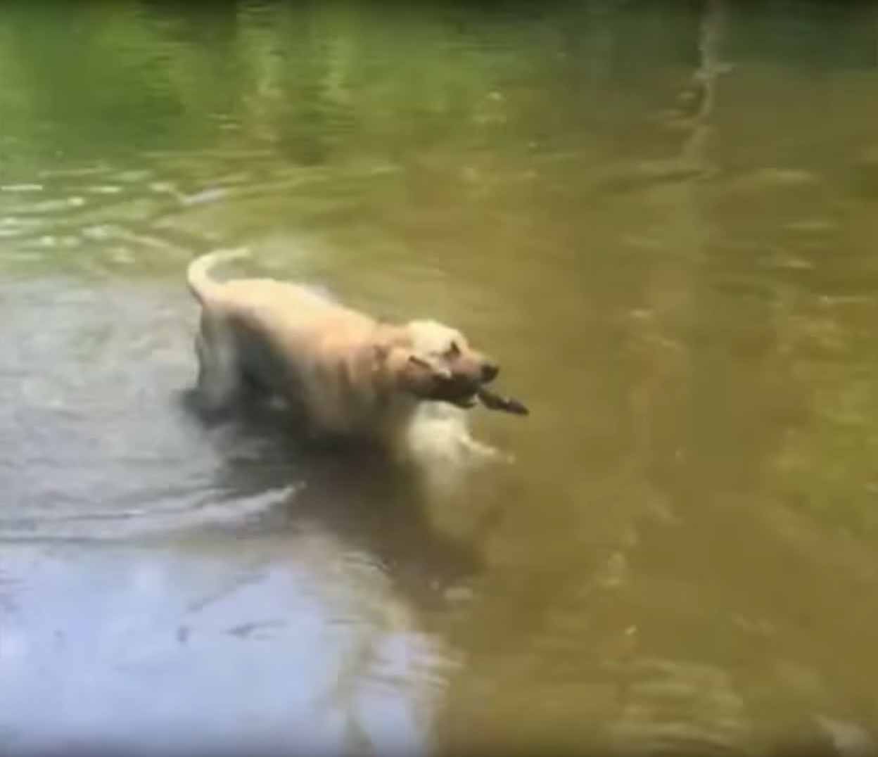 Dog Accidentally Performs Most Impressive Trick