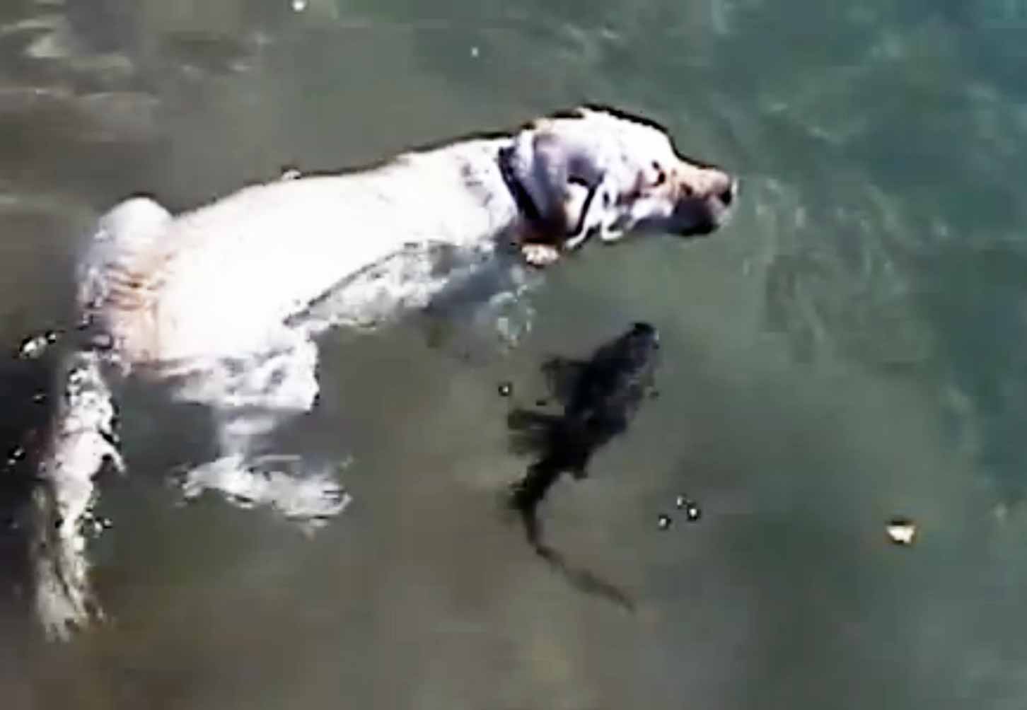 Dog and Fish Swim Kiss and Eat Together