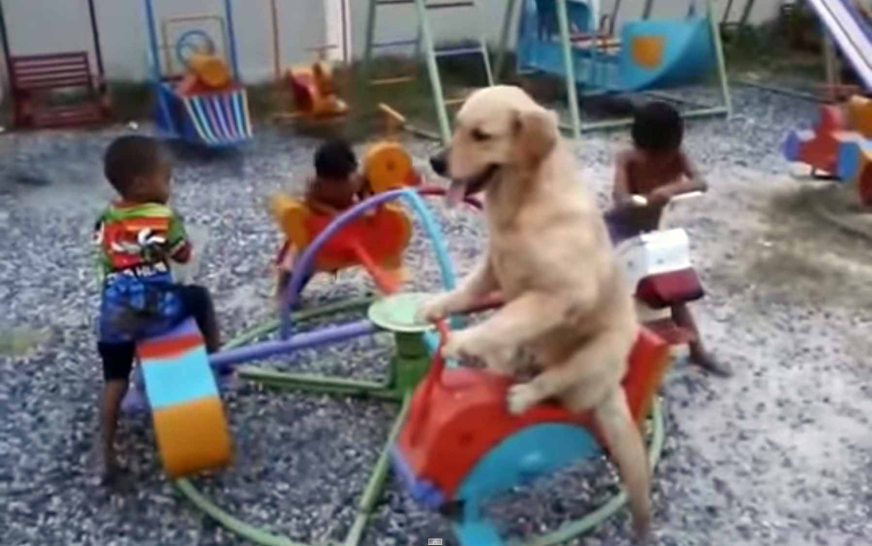 Dog On The Carousel With Children