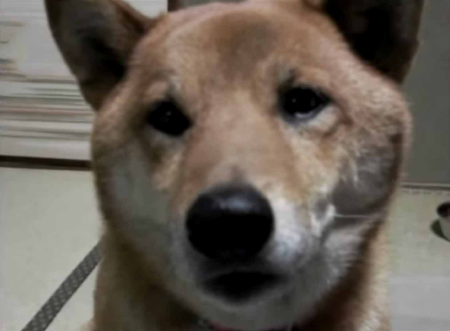 Dog Replies In Different Voice Tones