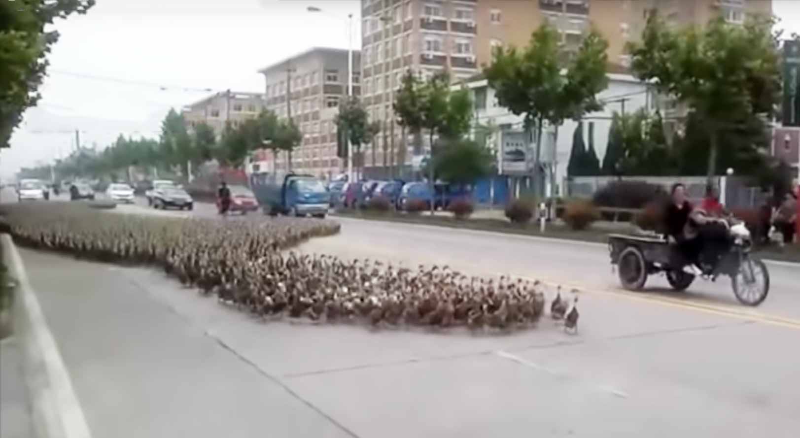 Duck Army Video Compilation