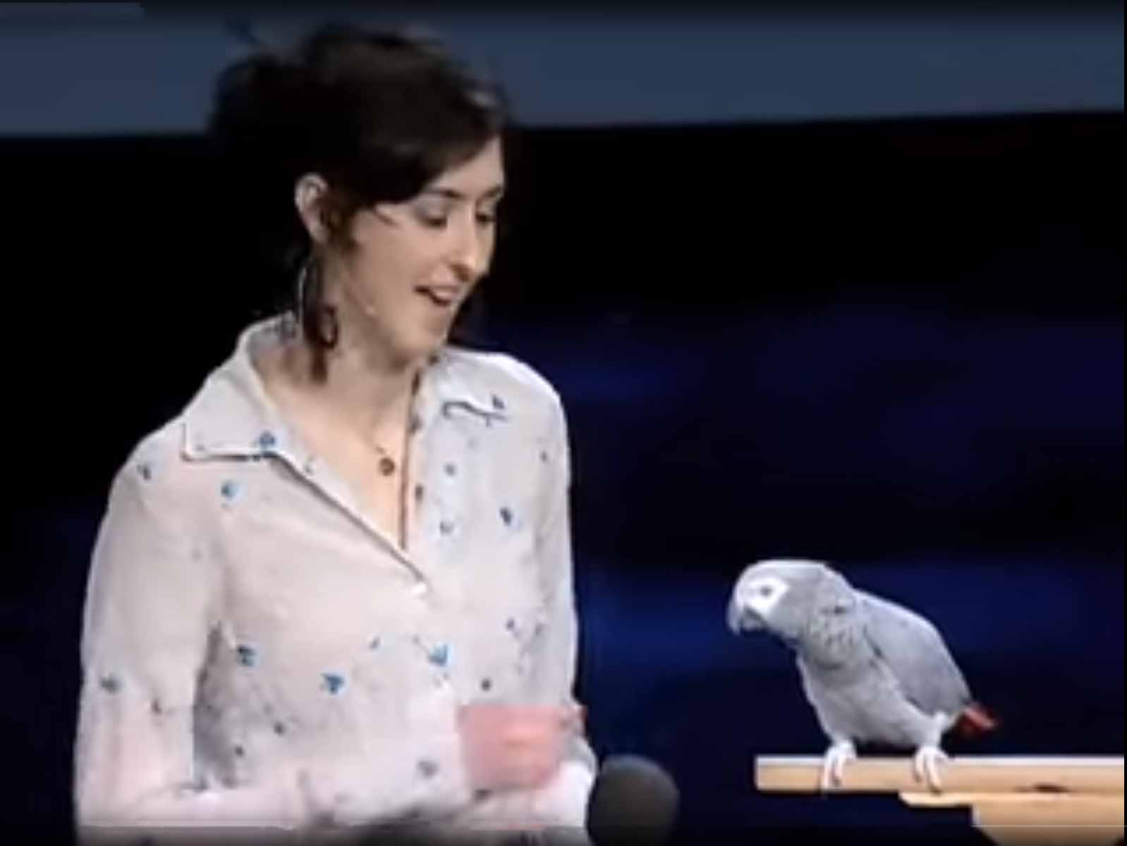 Einstein the Smart Parrot