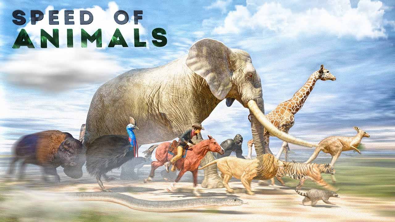 Epic Speed Comparison: Animals