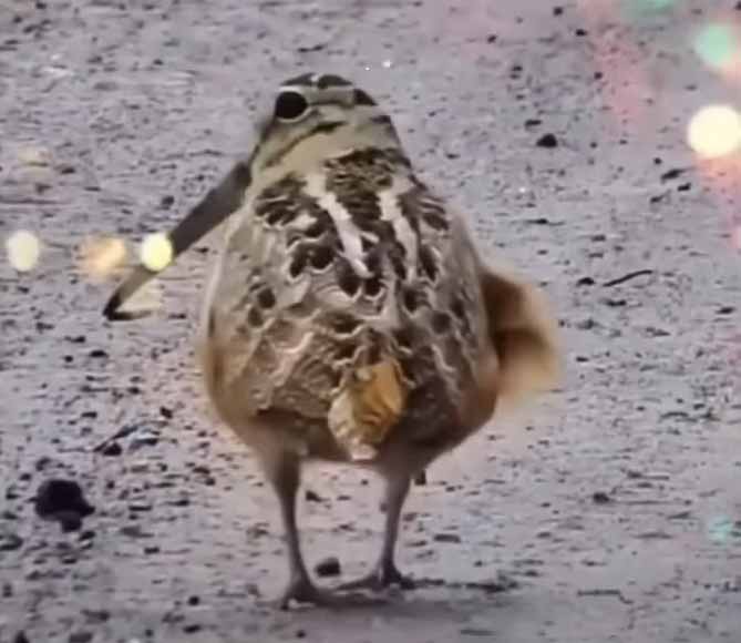 Feathered Choreography: Dancing Birds Jamming to 'Cry to Me'