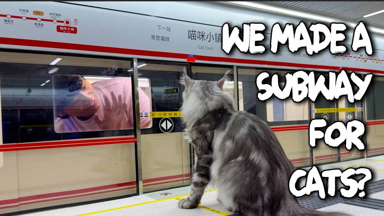 Feline Express: A Purr-fect Miniature Subway for Cats