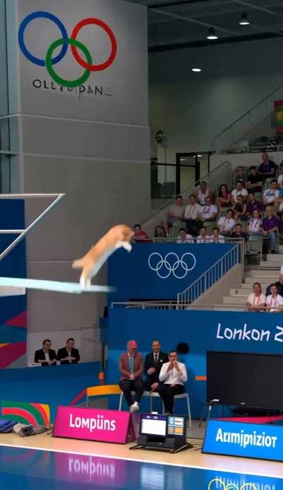 Feline High Dive Champions