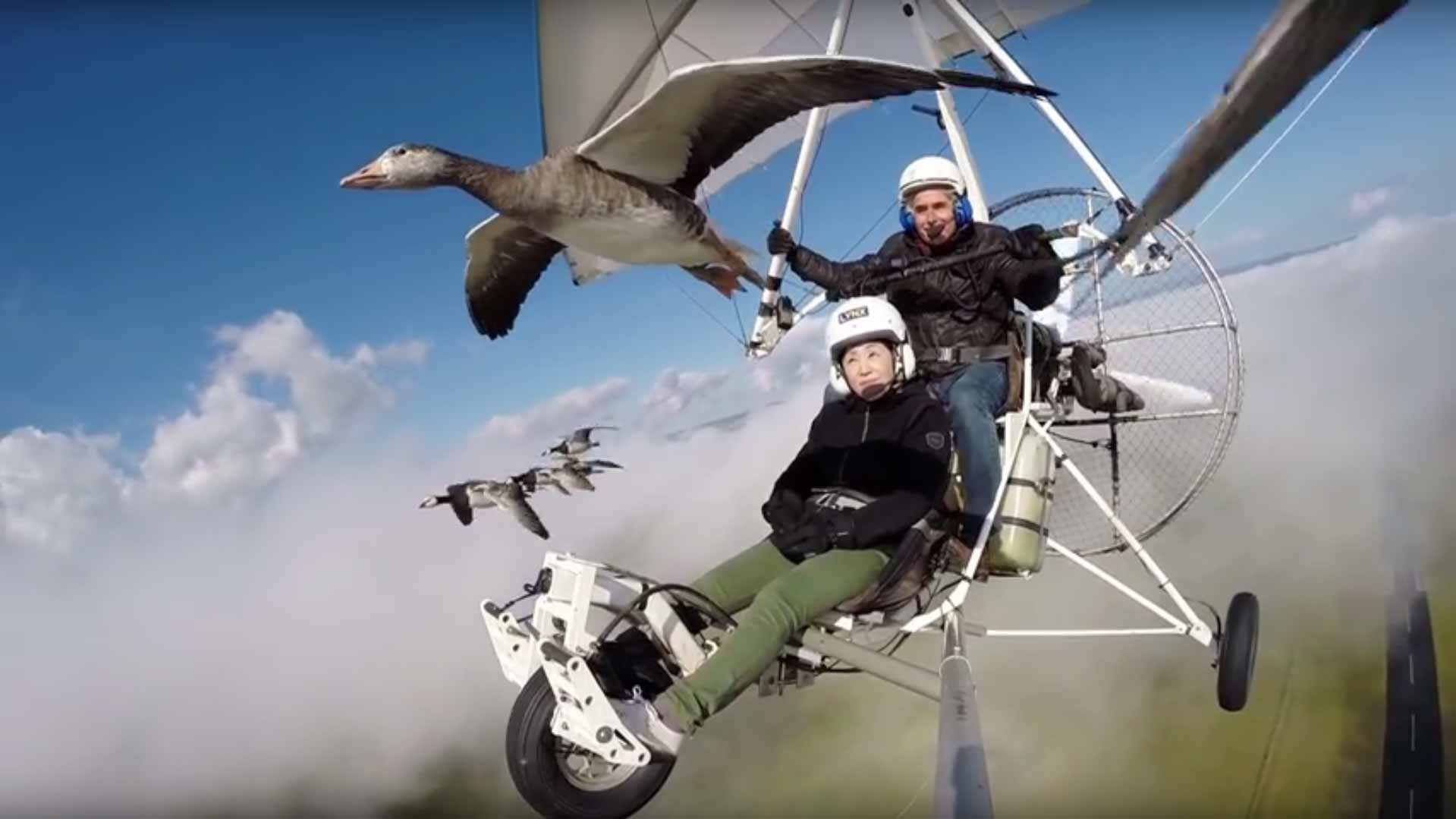 Fly With The Wild Geese