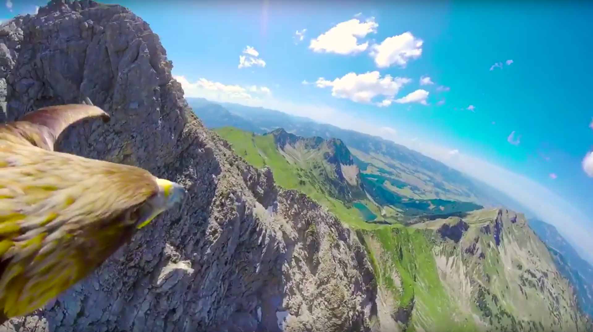 Eagle eye viewer - molifi