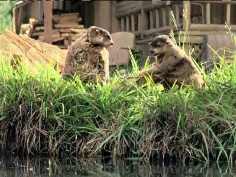 Do Woodchucks Chuck Wood? (GEICO)