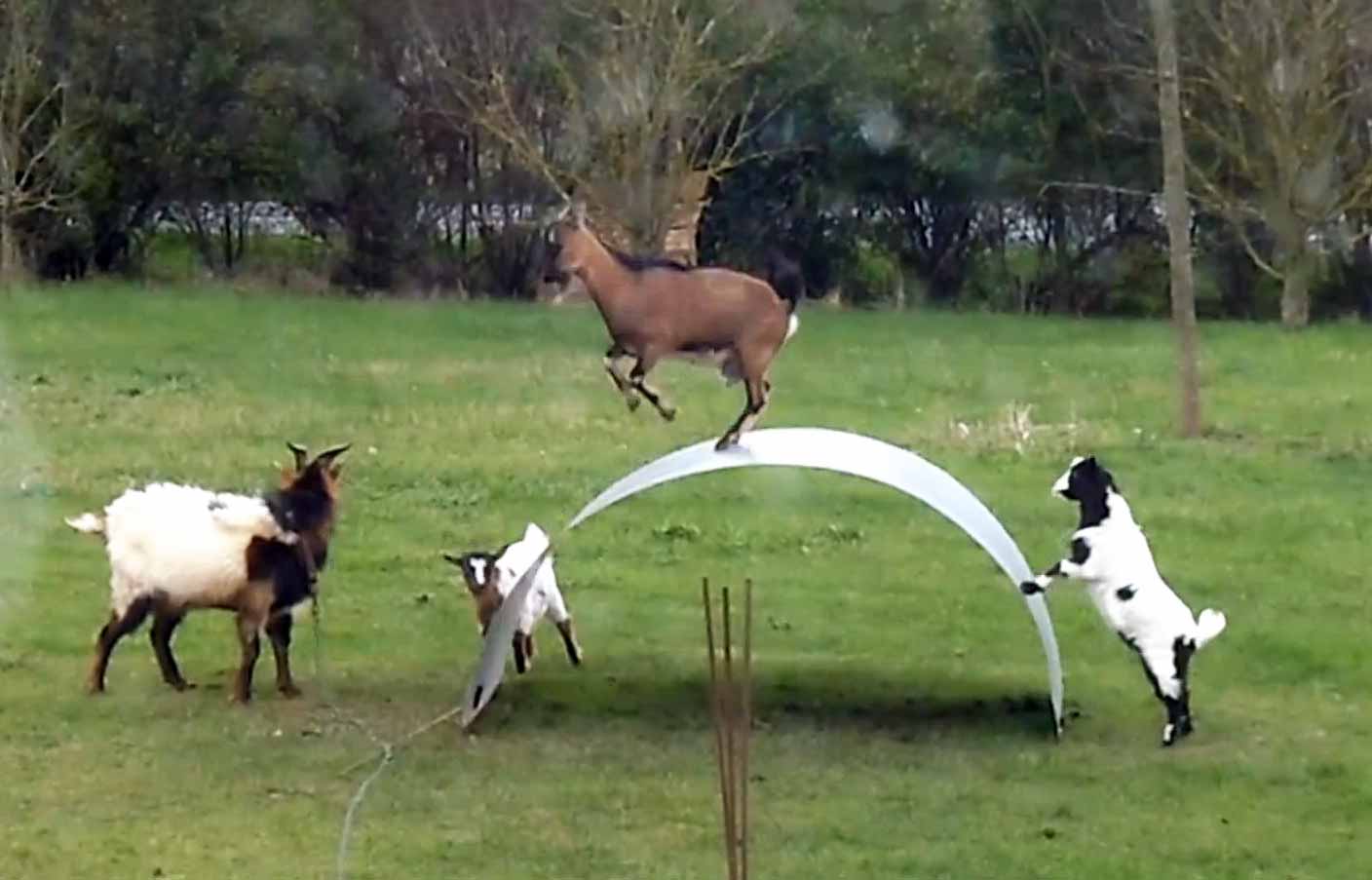 Goats Having Fun Balancing On Flexible Sheet Of Steel