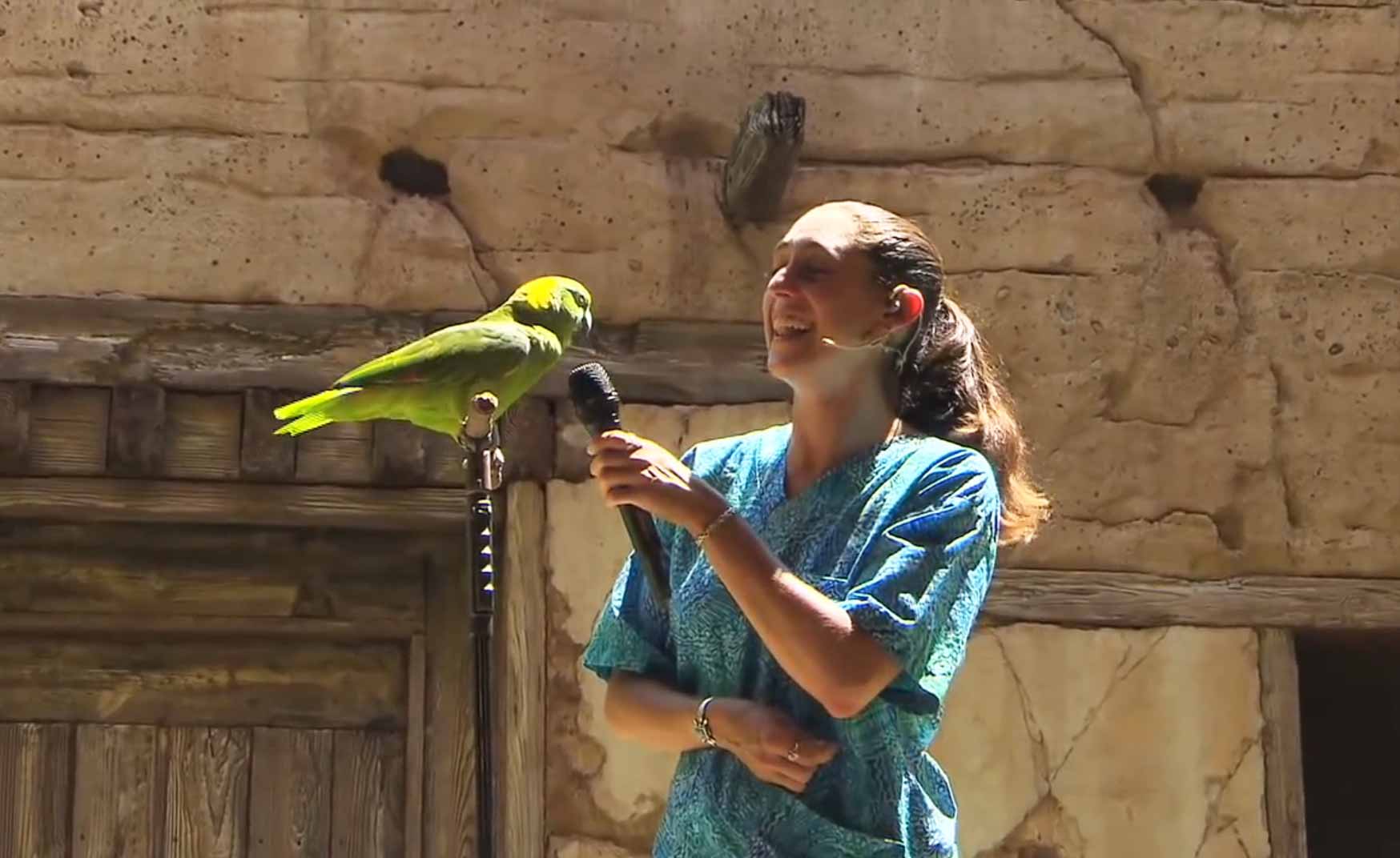 Groucho - The Singing Parrot At Disney's Animal Kingdom