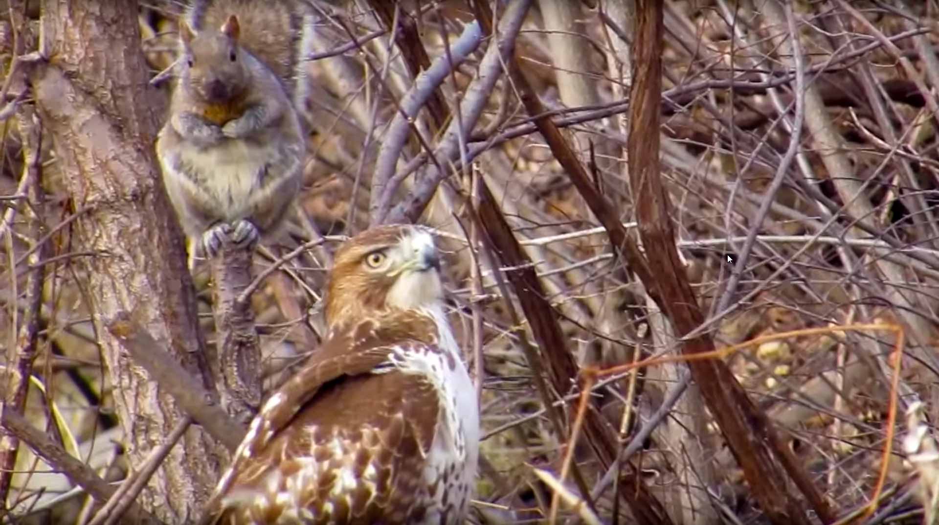 Hawk and Squirrel Are Best Buddies