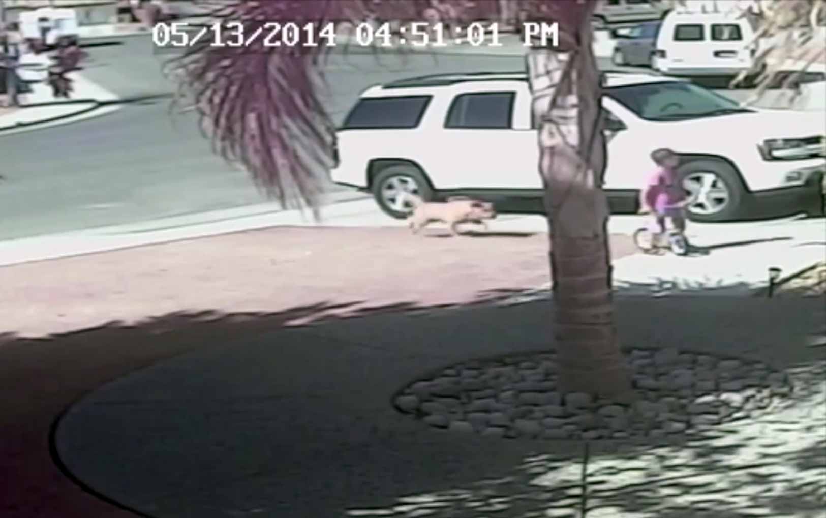 Heroic Cat Saves Child From Vicious Dog Attack Heroic Cat Saves Child From Vicious Dog Attack