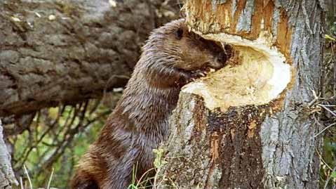 How Beavers Build Dams - Leave It To Beavers
