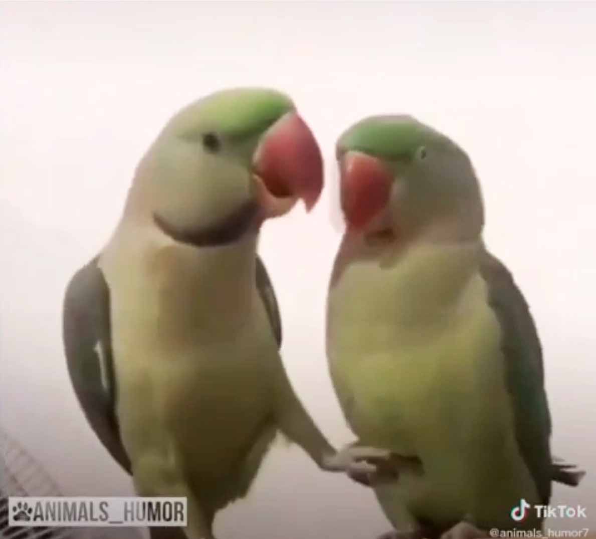 How Parrots Express Their Affection