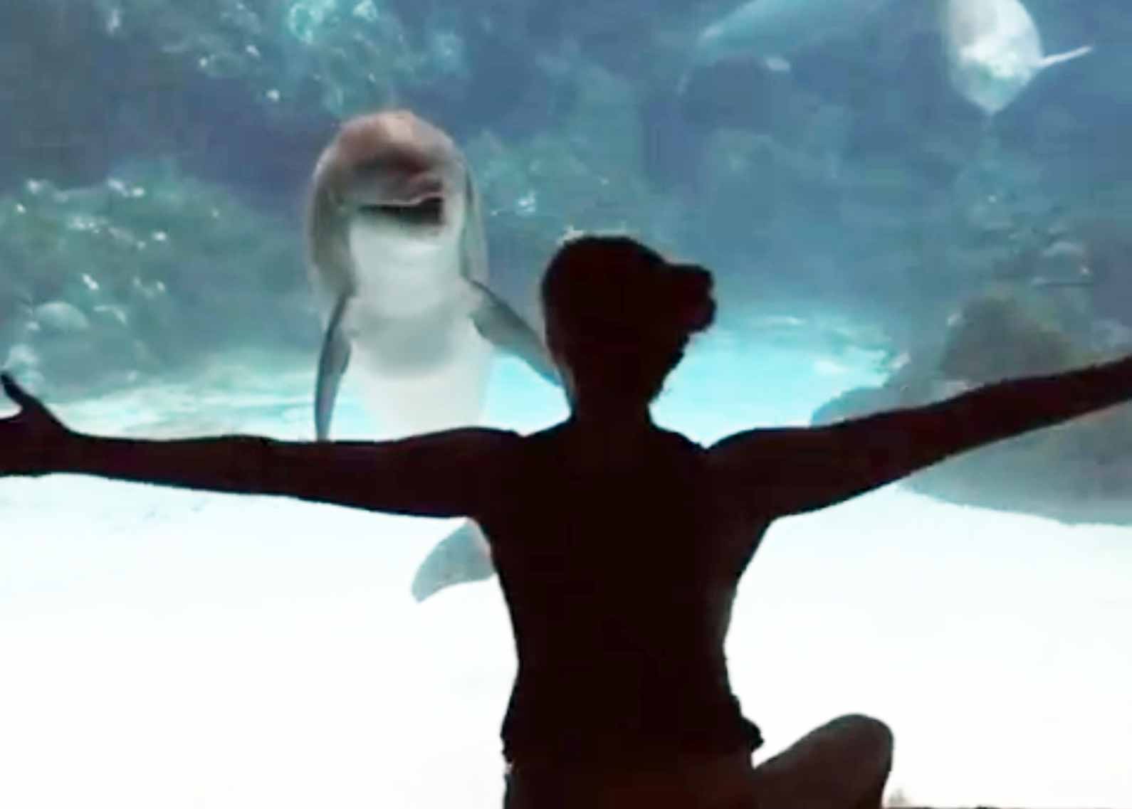 How To Make A Dolphin Laugh