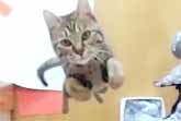 Incredible Jumping Cat in Slow Motion