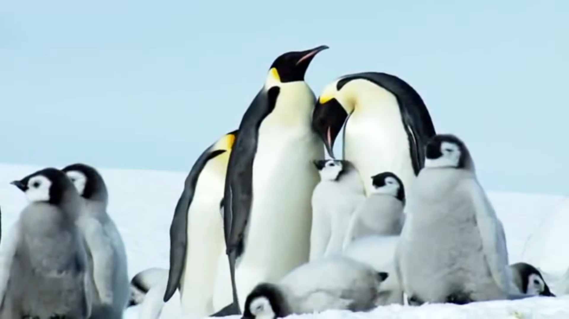 Listen To Your Heart - The Emperor Penguin