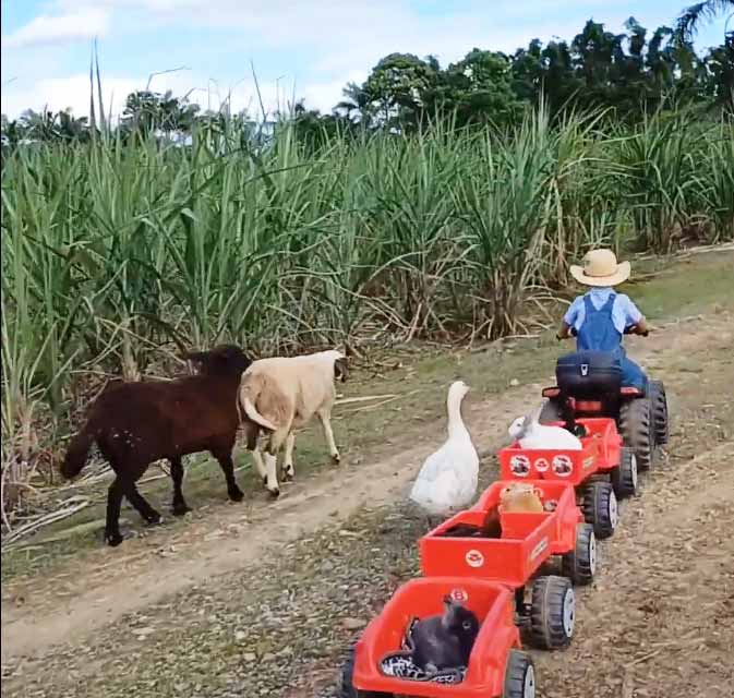 Little Farmer Boy little-farmer-boy