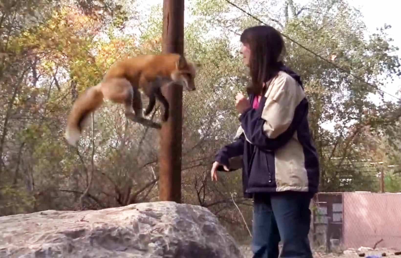 Loki the Red Fox Jumps for Joy