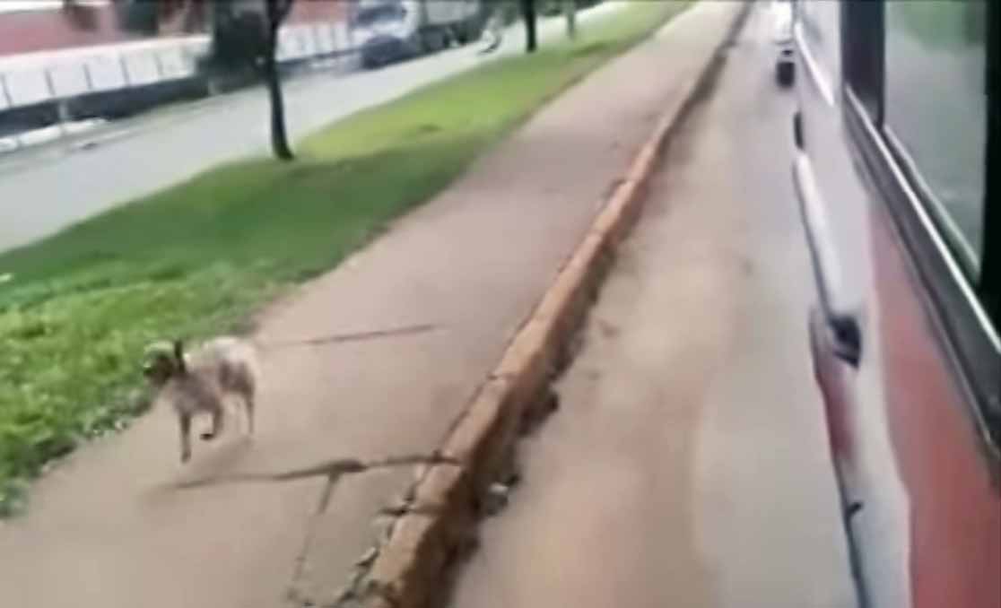 Loyal Dog Chases Ambulance Taking His Owner To Hospital