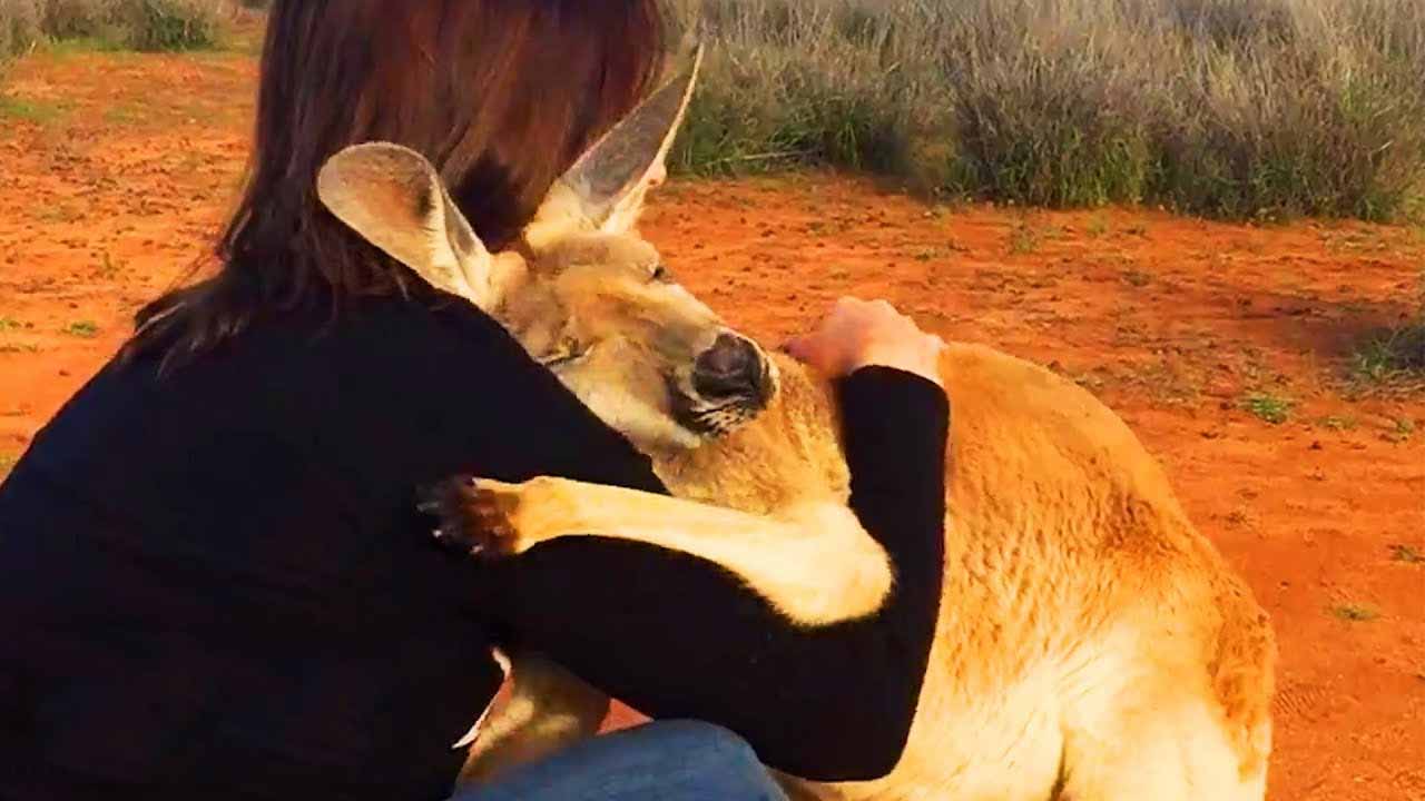 Magical Animal Encounters