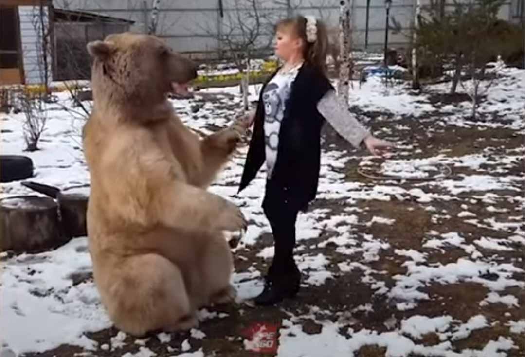 Meet Stepan The Bear