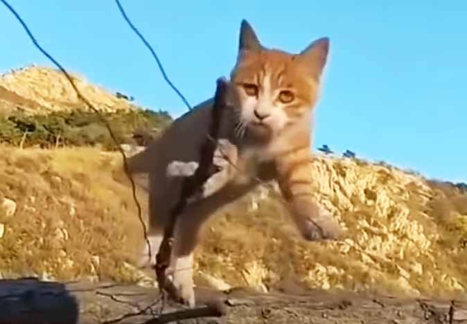 Mission Impossible: Cats Edition – Defying Physics Like Furry Ninjas