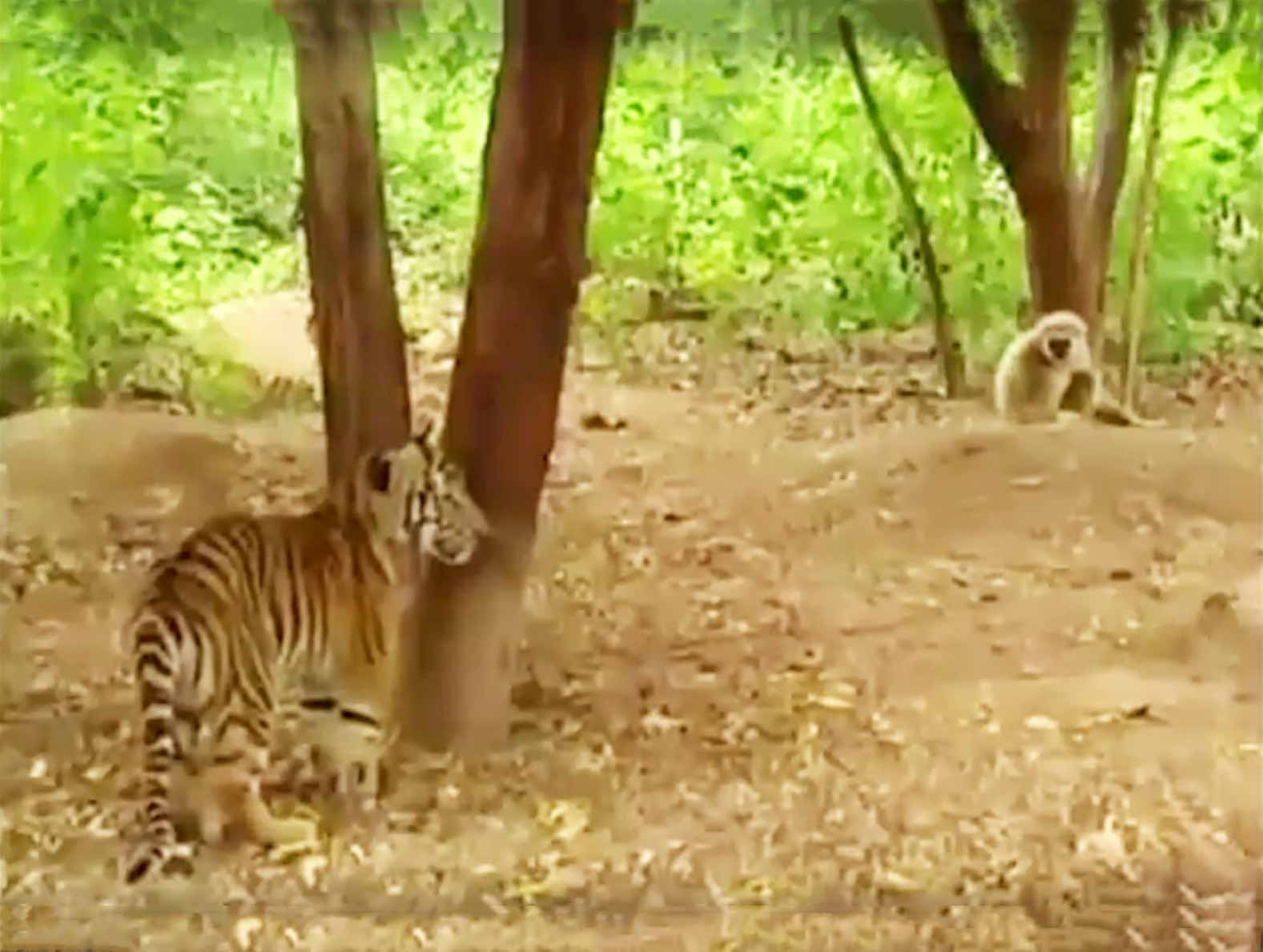 Monkey Taunts Tiger