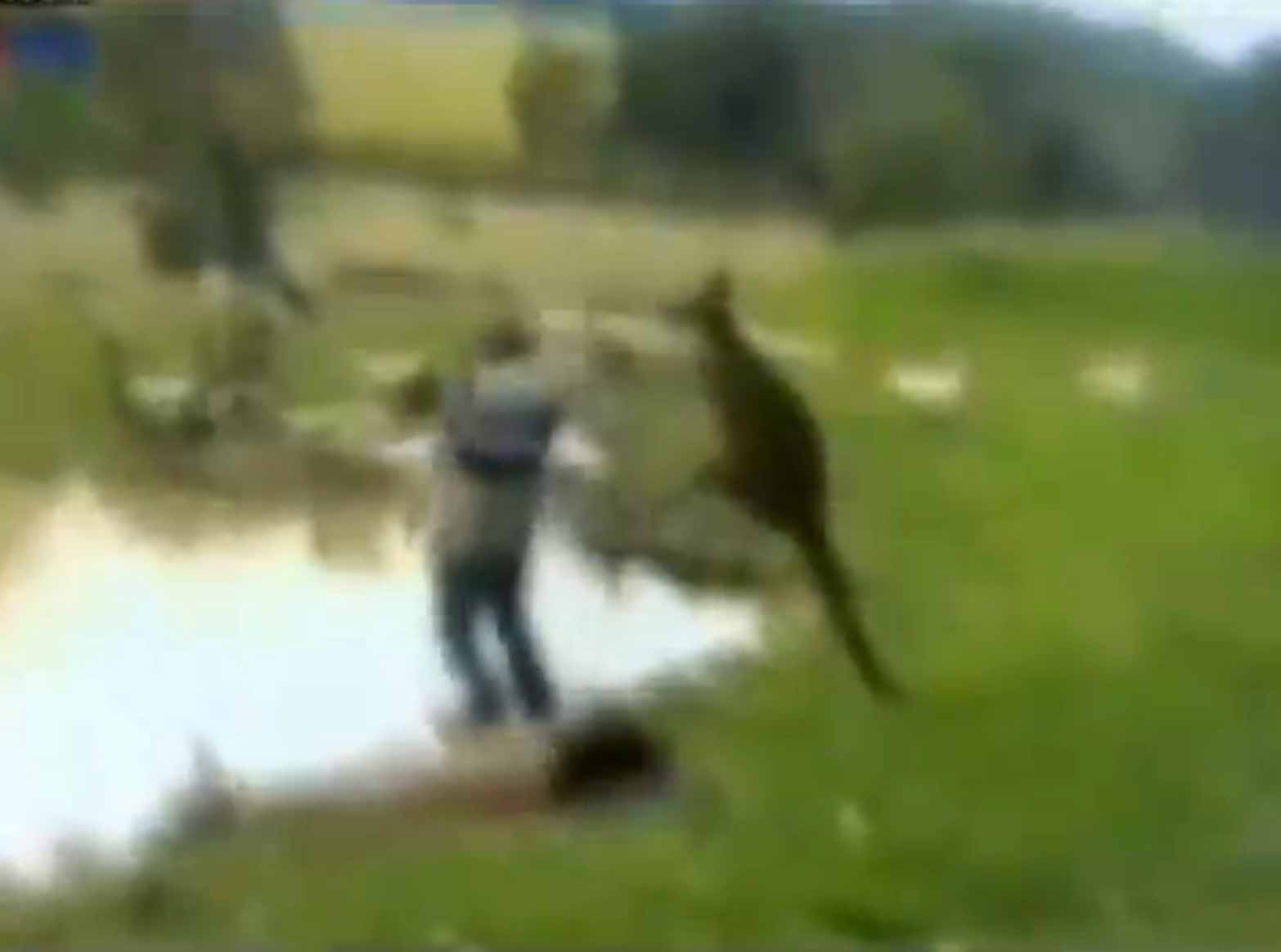 Mostly Inappropriate Animal Behavior