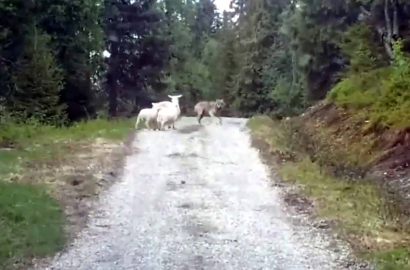 Mother Sheep vs. Wolf