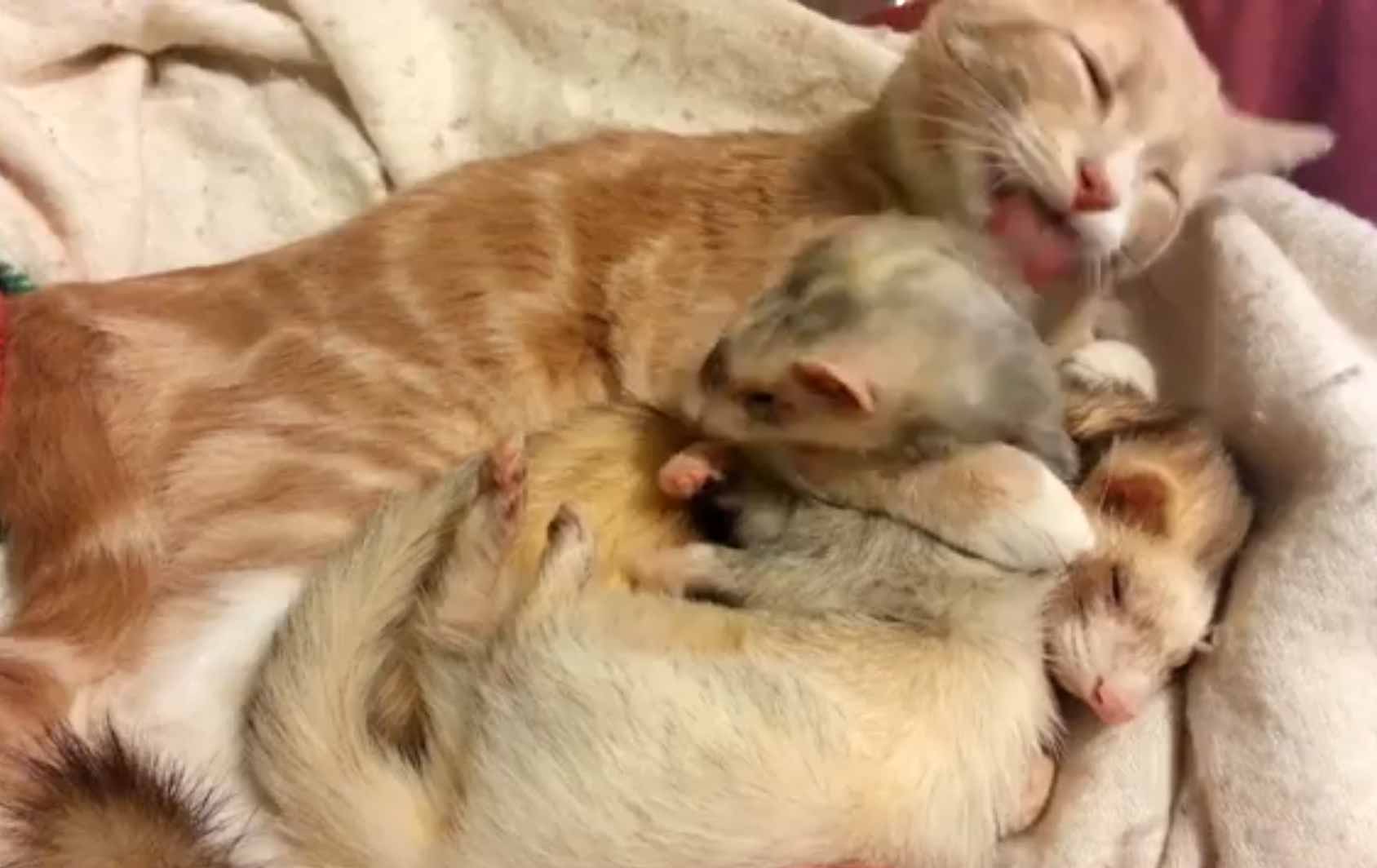 Ned The Cat Bathes Two Sleeping Ferrets