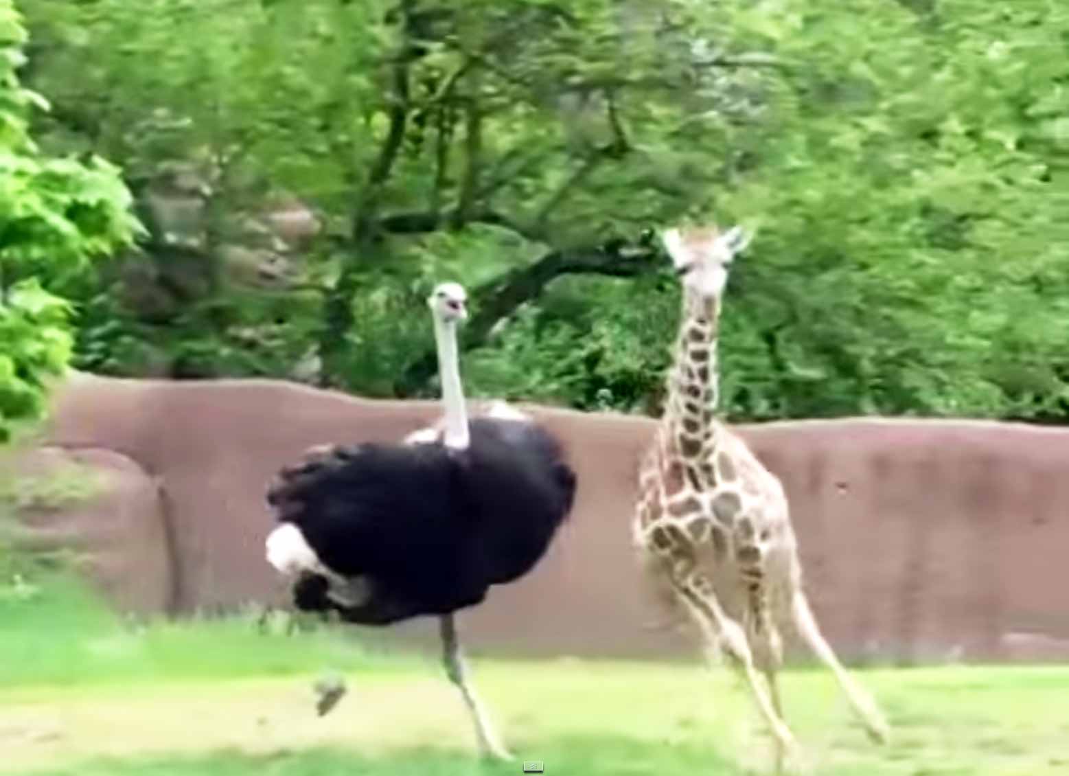 Ostrich And Baby Giraffe Play Tag