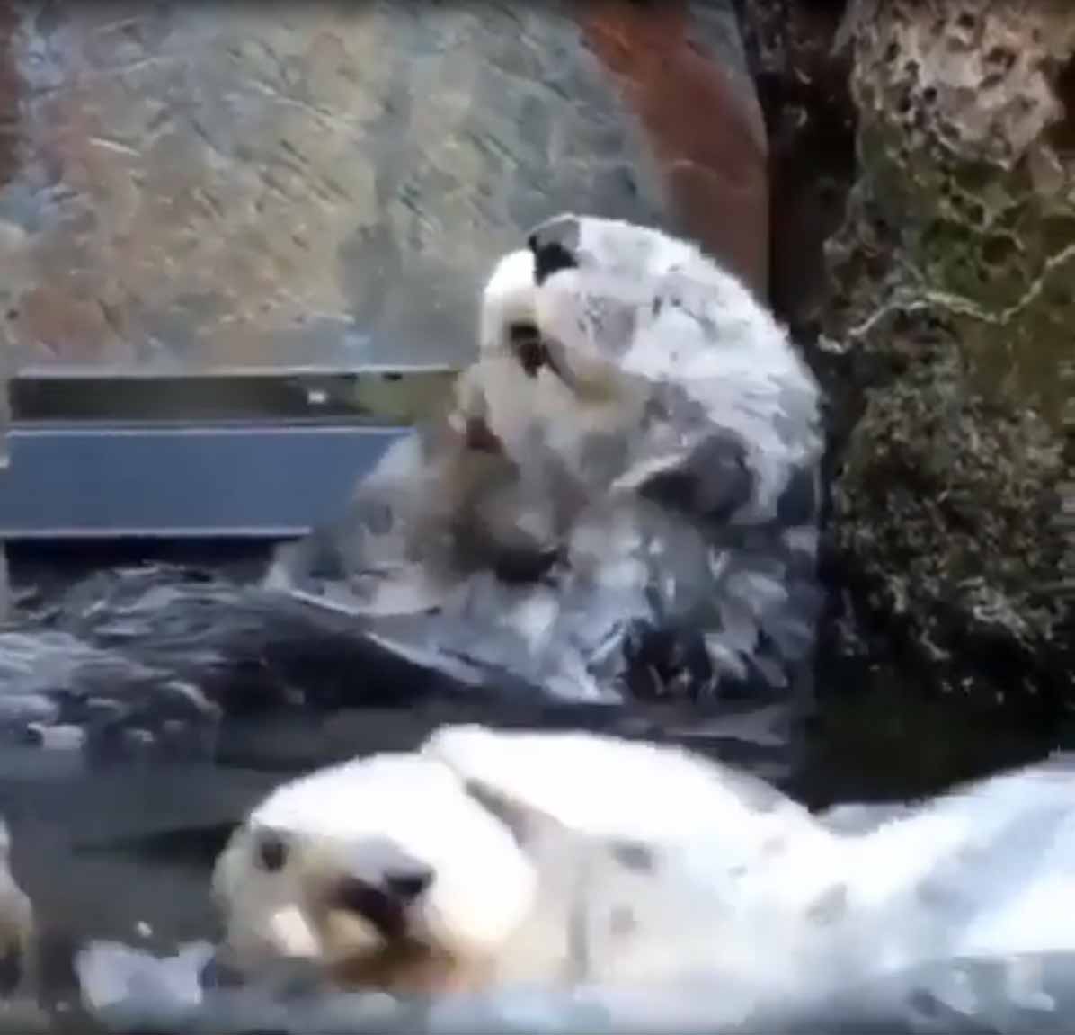 Otters Bathing